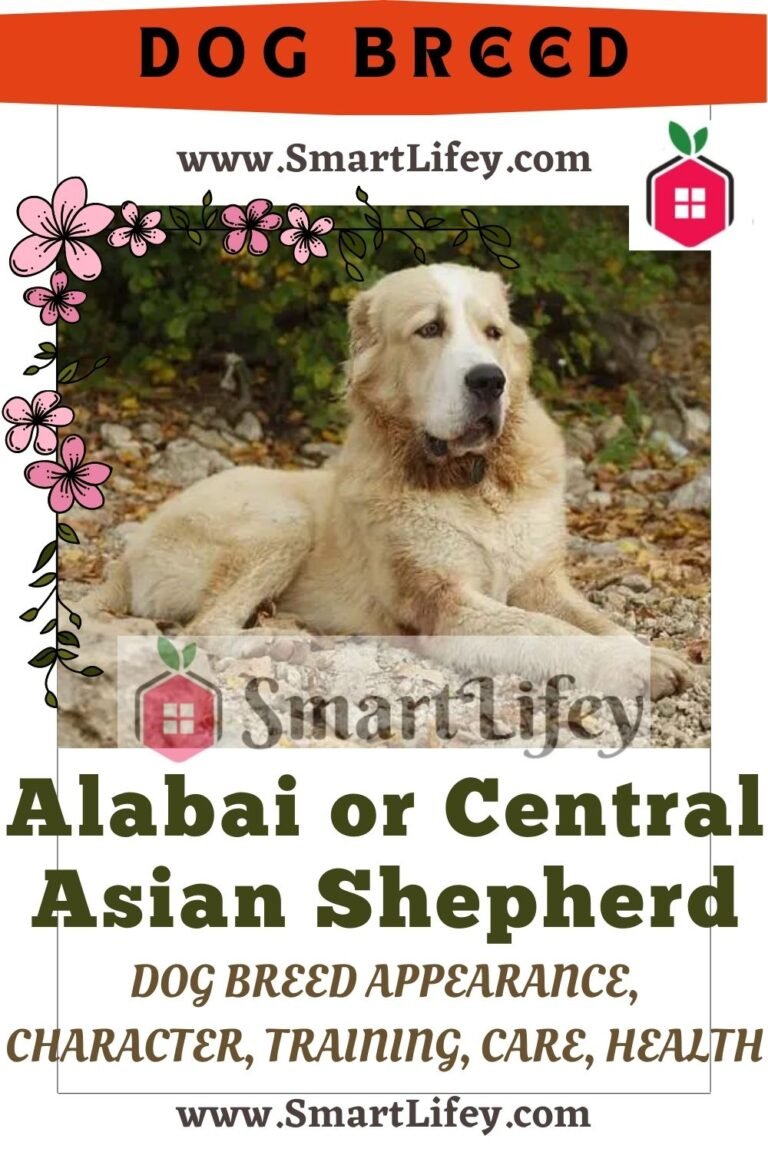 Alabai or Central Asian Shepherd: dog breed appearance, character ...