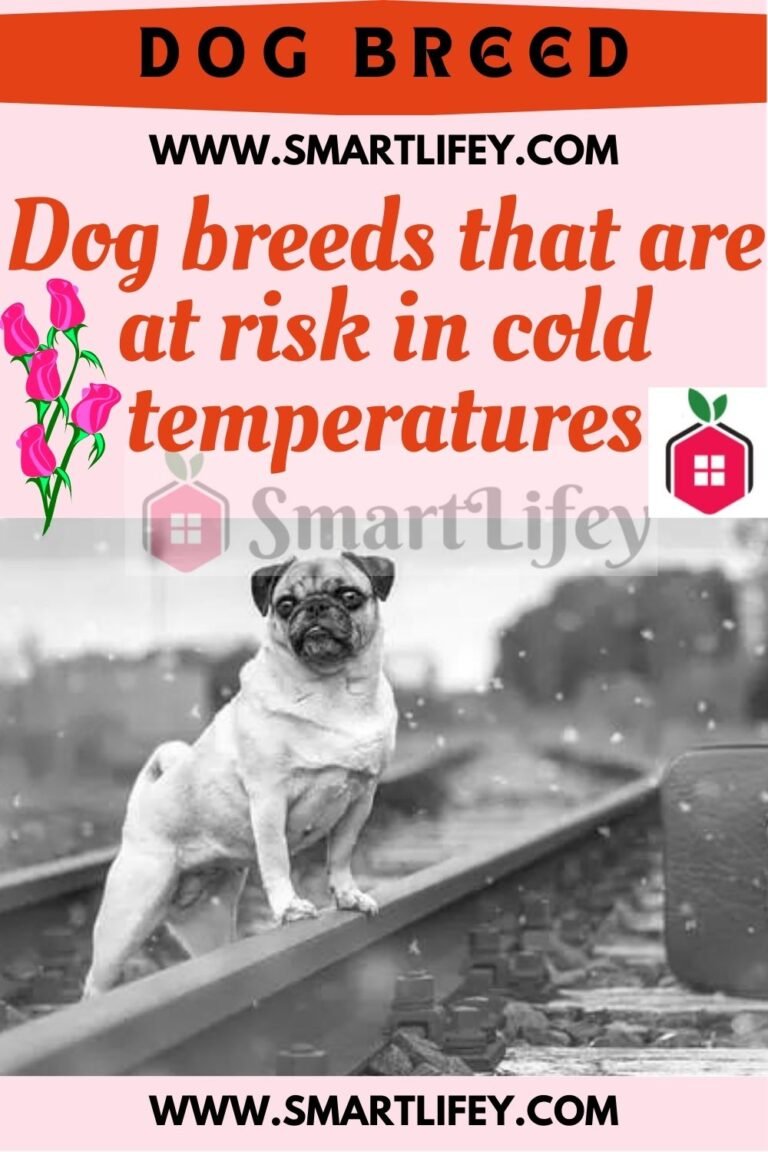 Dog breeds that are at risk in cold temperatures
