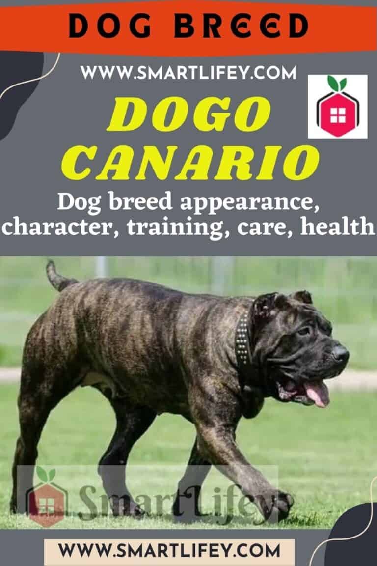 Dogo Canario: dog breed appearance, character, training, care, health