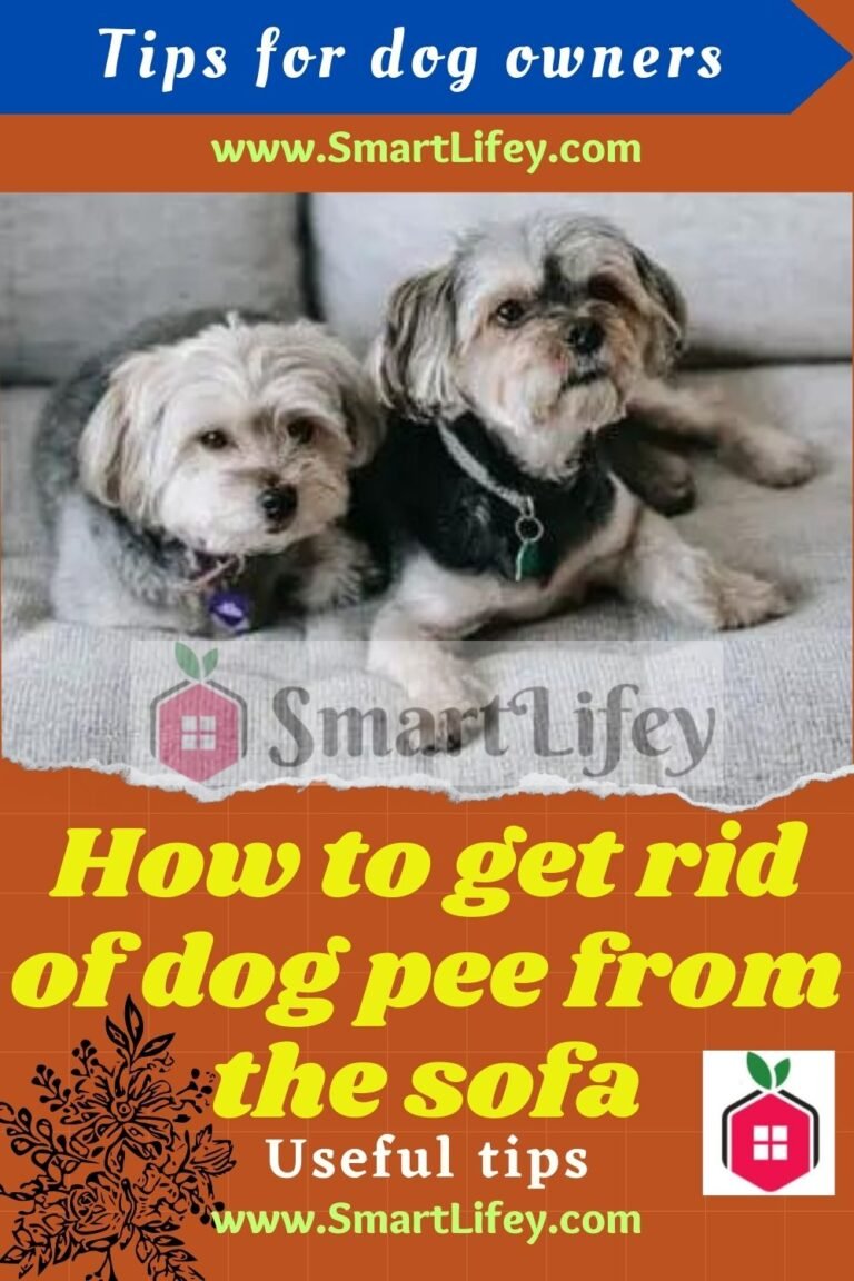How to get rid of dog pee from the sofa: useful tips