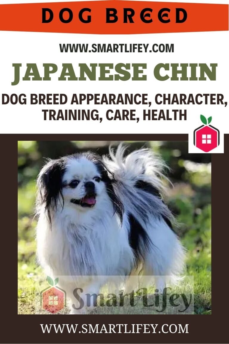 Japanese Chin: dog breed appearance, character, training, care, health