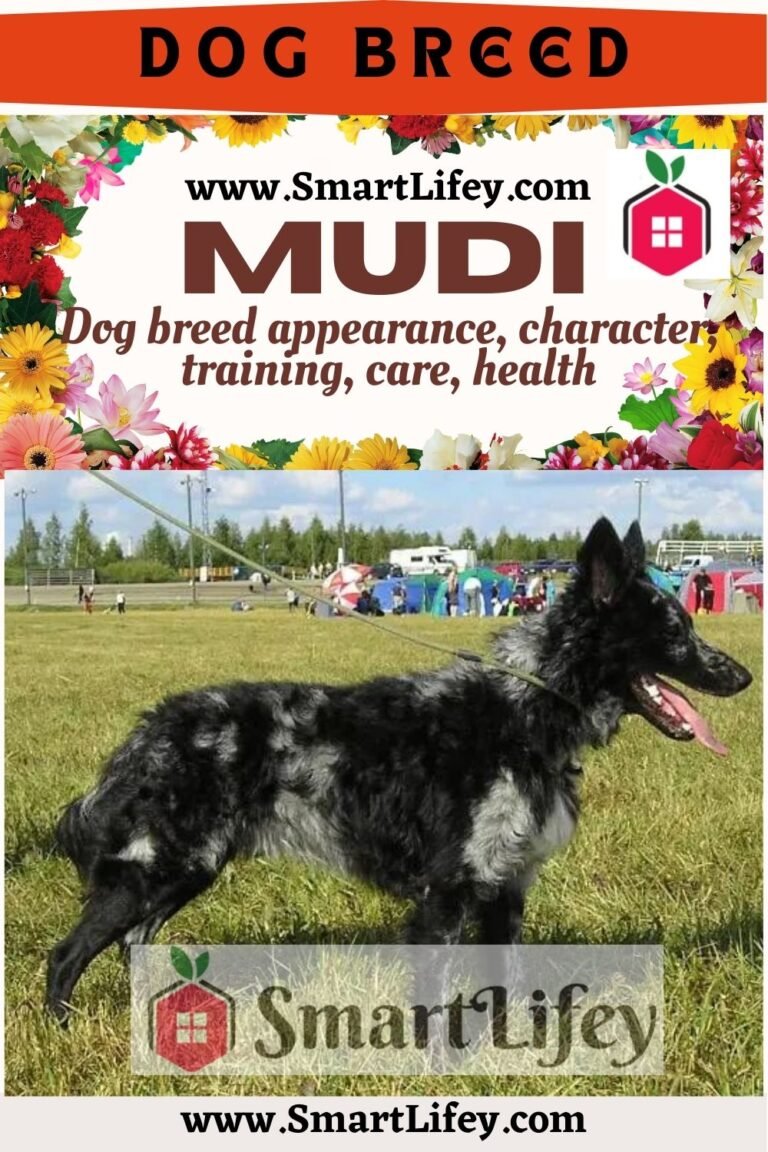 Mudi: dog breed appearance, character, training, care, health