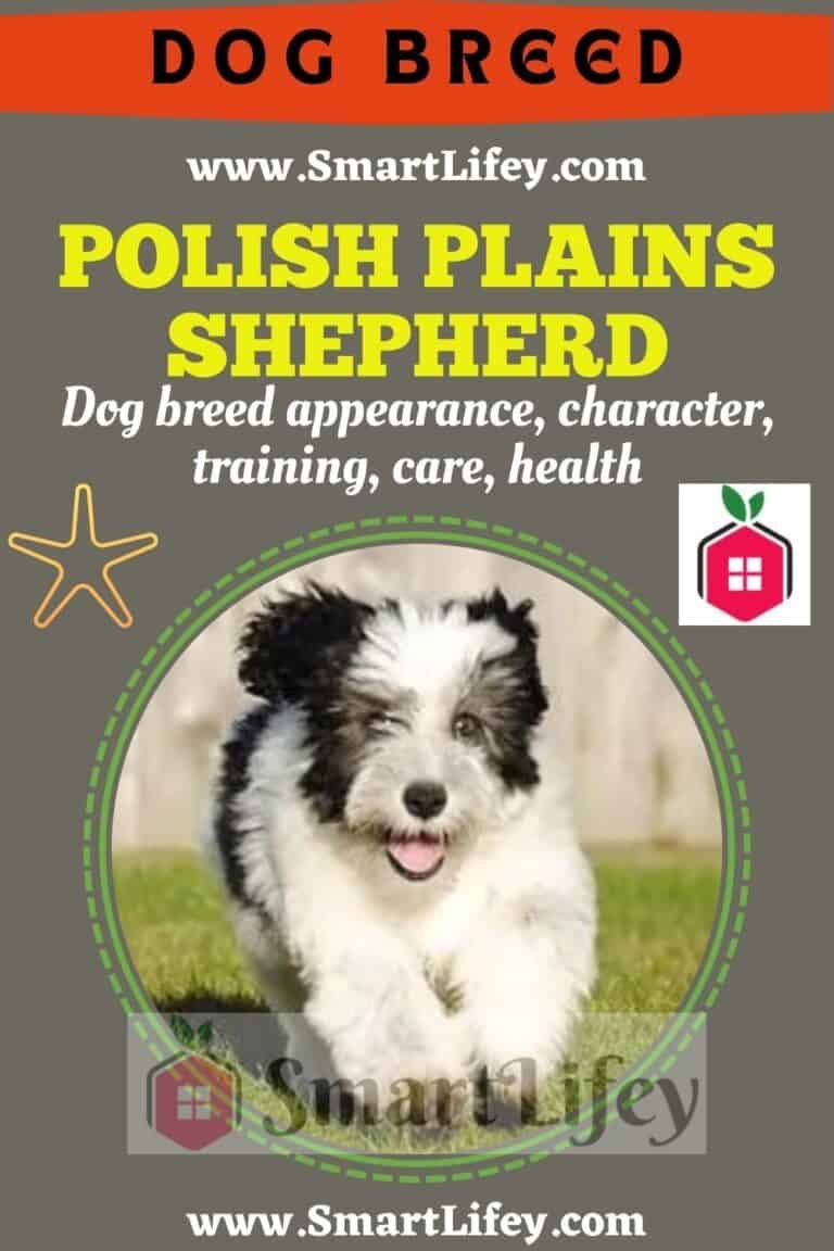 Polish Plains Shepherd: dog breed appearance, character, training, care ...