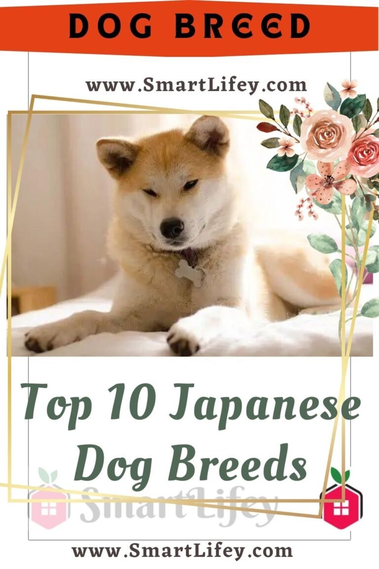 Top 10 Japanese Dog Breeds