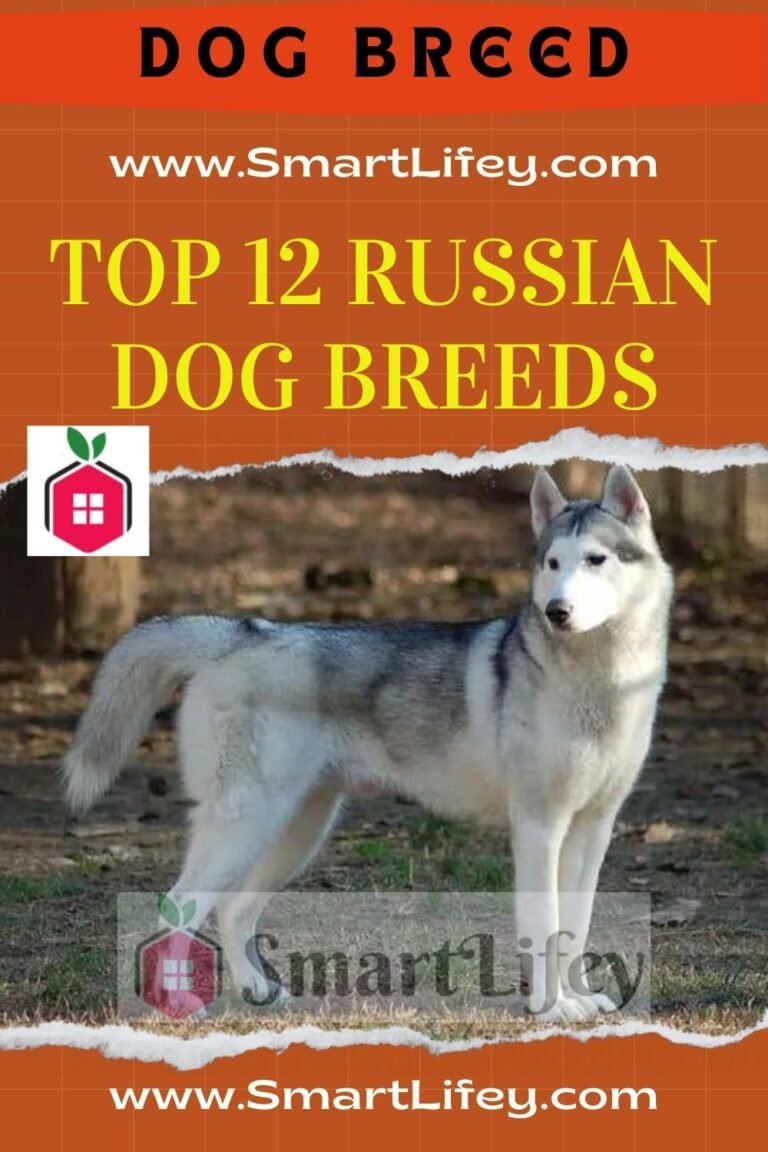 Top 12 Russian Dog Breeds